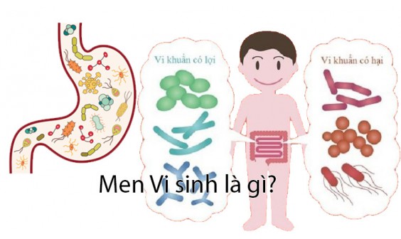 Công dụng men vi sinh là gì?
