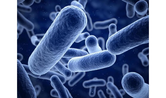 Tìm hiểu về bào tử lợi khuẩn Bacillus clausii
